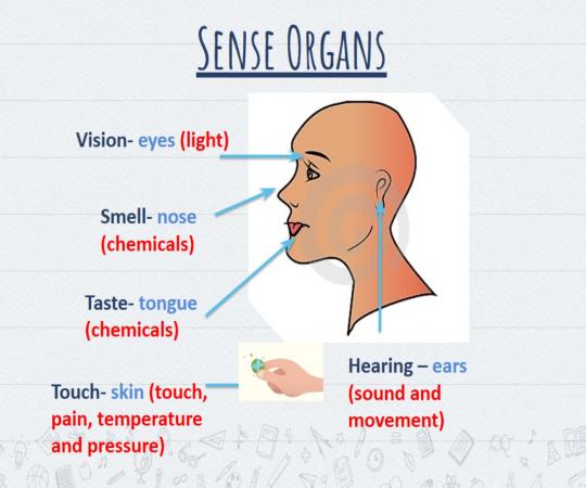 Human Sense Organs Sliding Puzzle: ProProfs Games