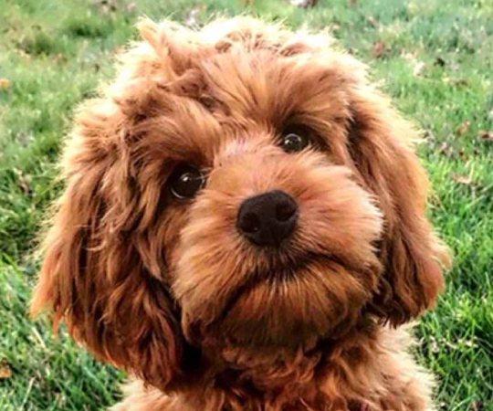 Remember Cockapoo? Sliding Puzzle: ProProfs Games